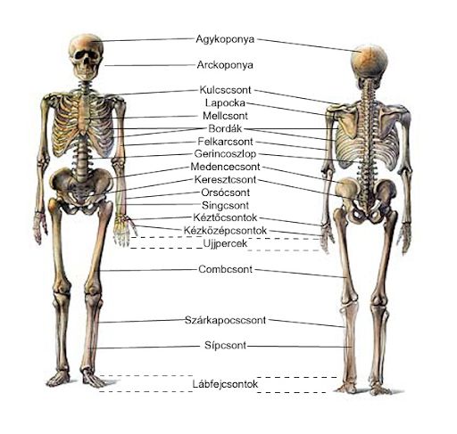 AZ ANATÓMIA VILÁGA